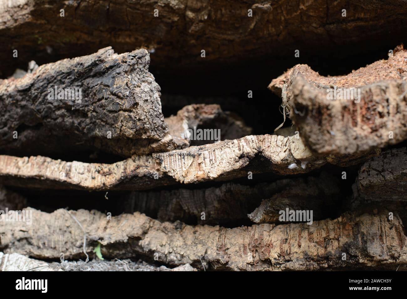 Cork Harvest - Cork is an impermeable buoyant material, the phellem ...