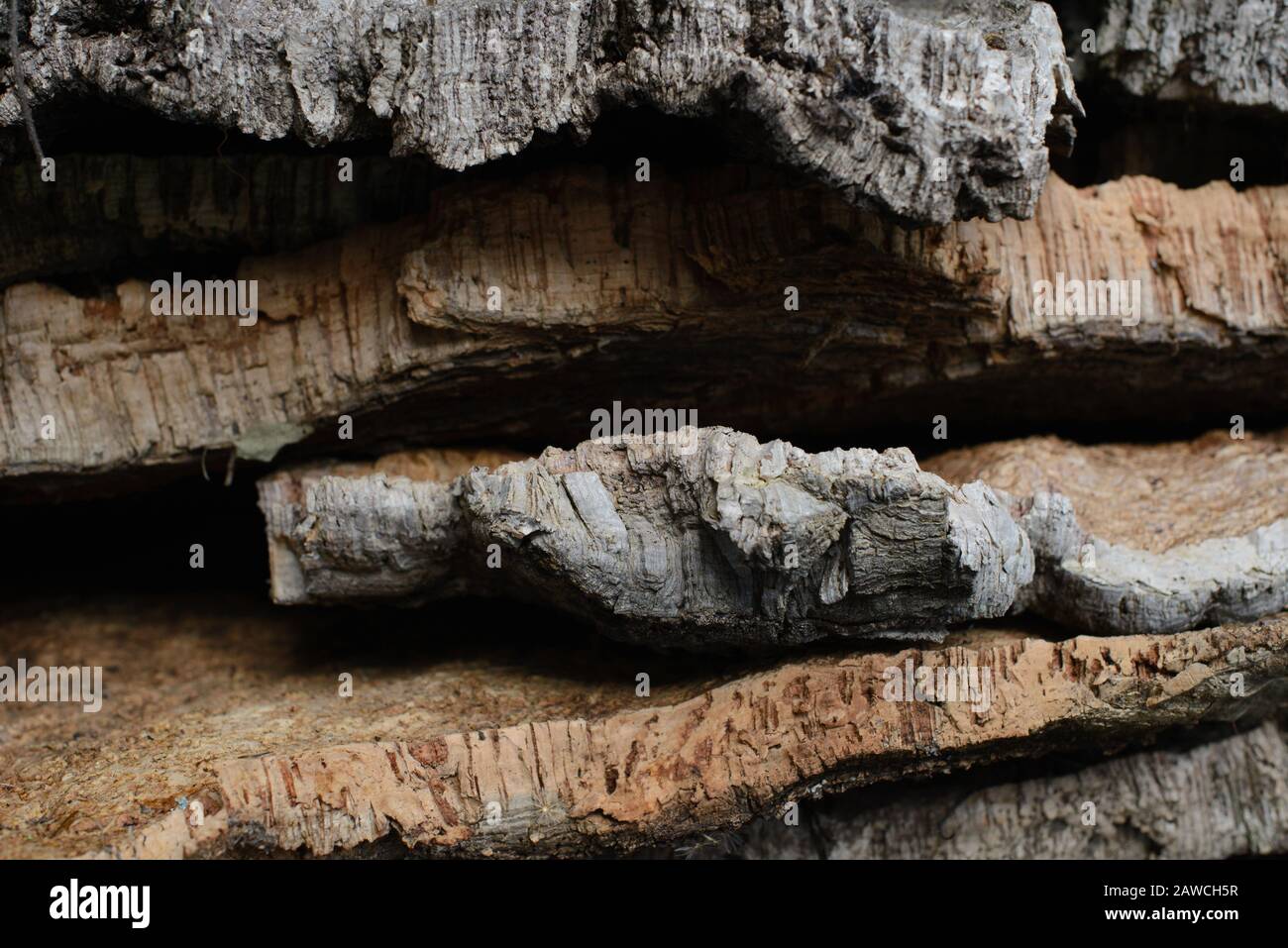Cork Harvest - Cork is an impermeable buoyant material, the phellem ...