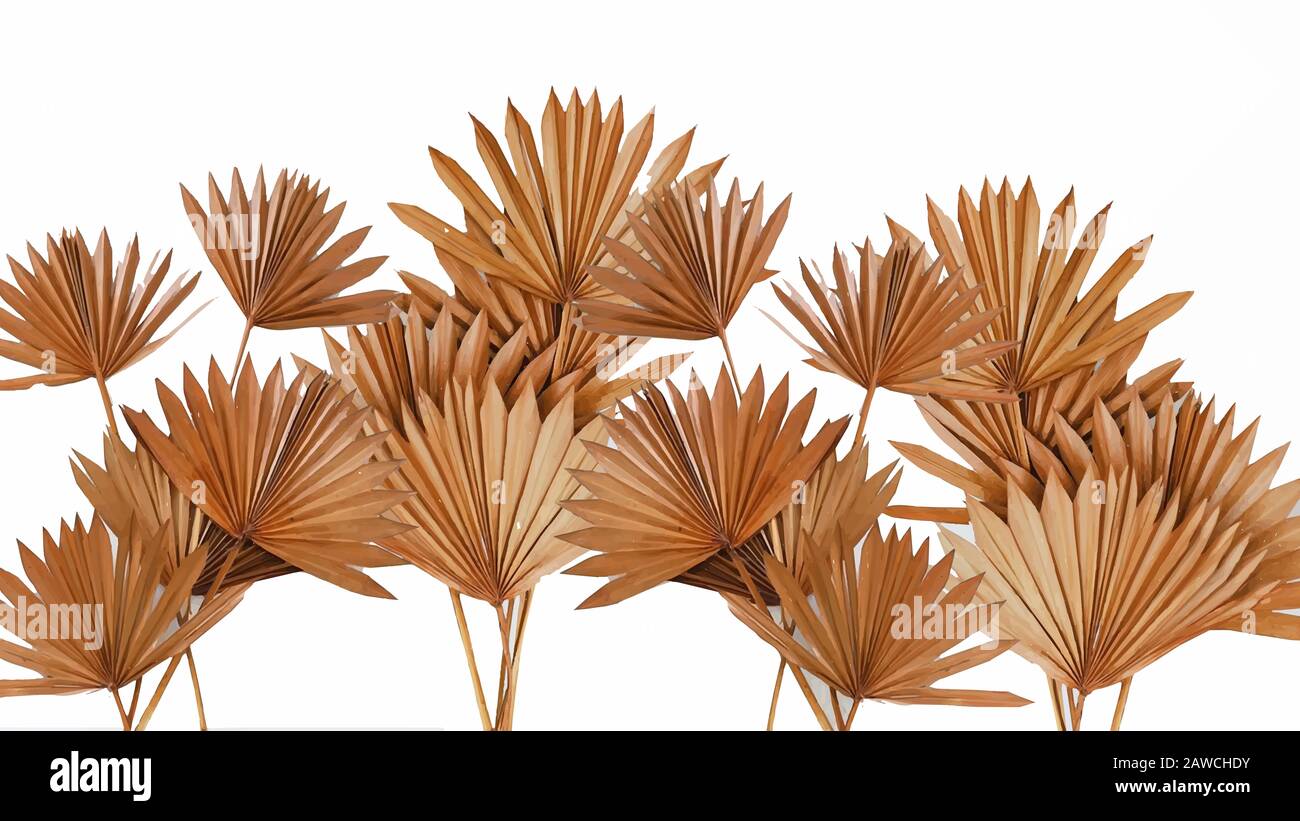 Dried palm leaves hi-res stock photography and images - Alamy Dried palm leaves hi-res stock photography and images - Alamy