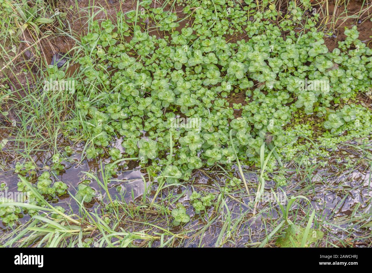 Drainage ditch weeds hi-res stock photography and images - Alamy