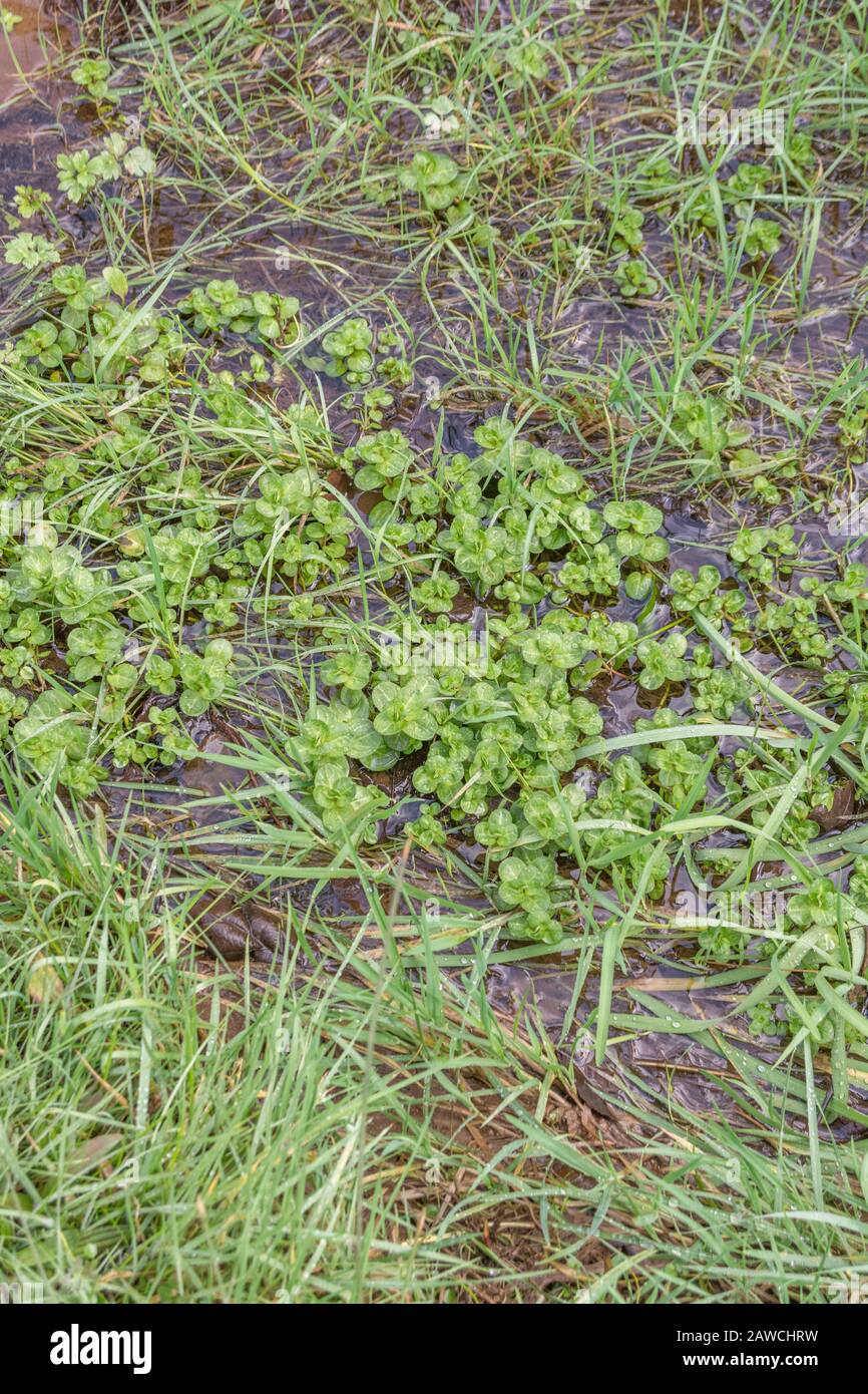 In among the weeds metaphor hi-res stock photography and images - Alamy