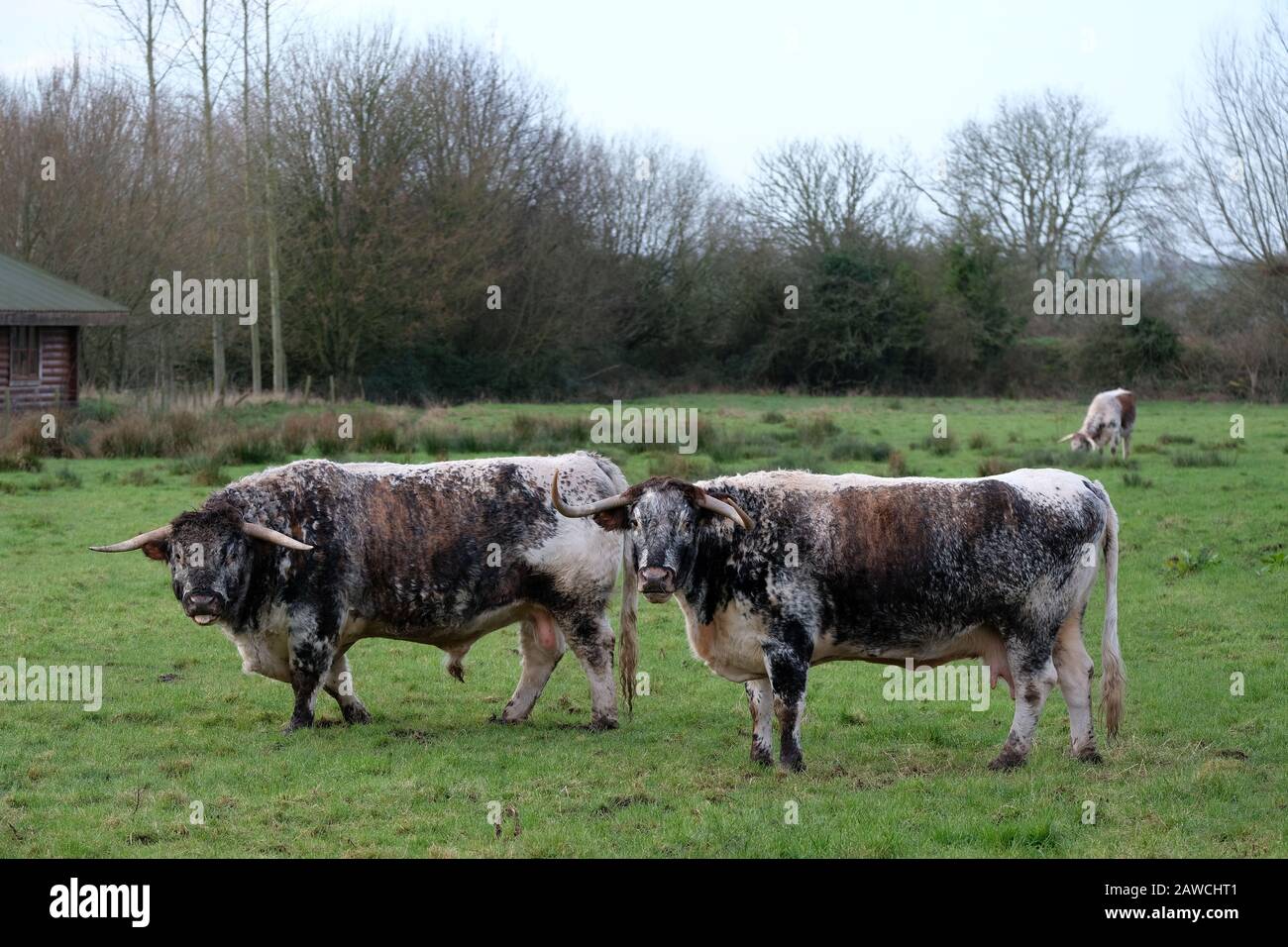 English domestic cattle hi-res stock photography and images - Alamy