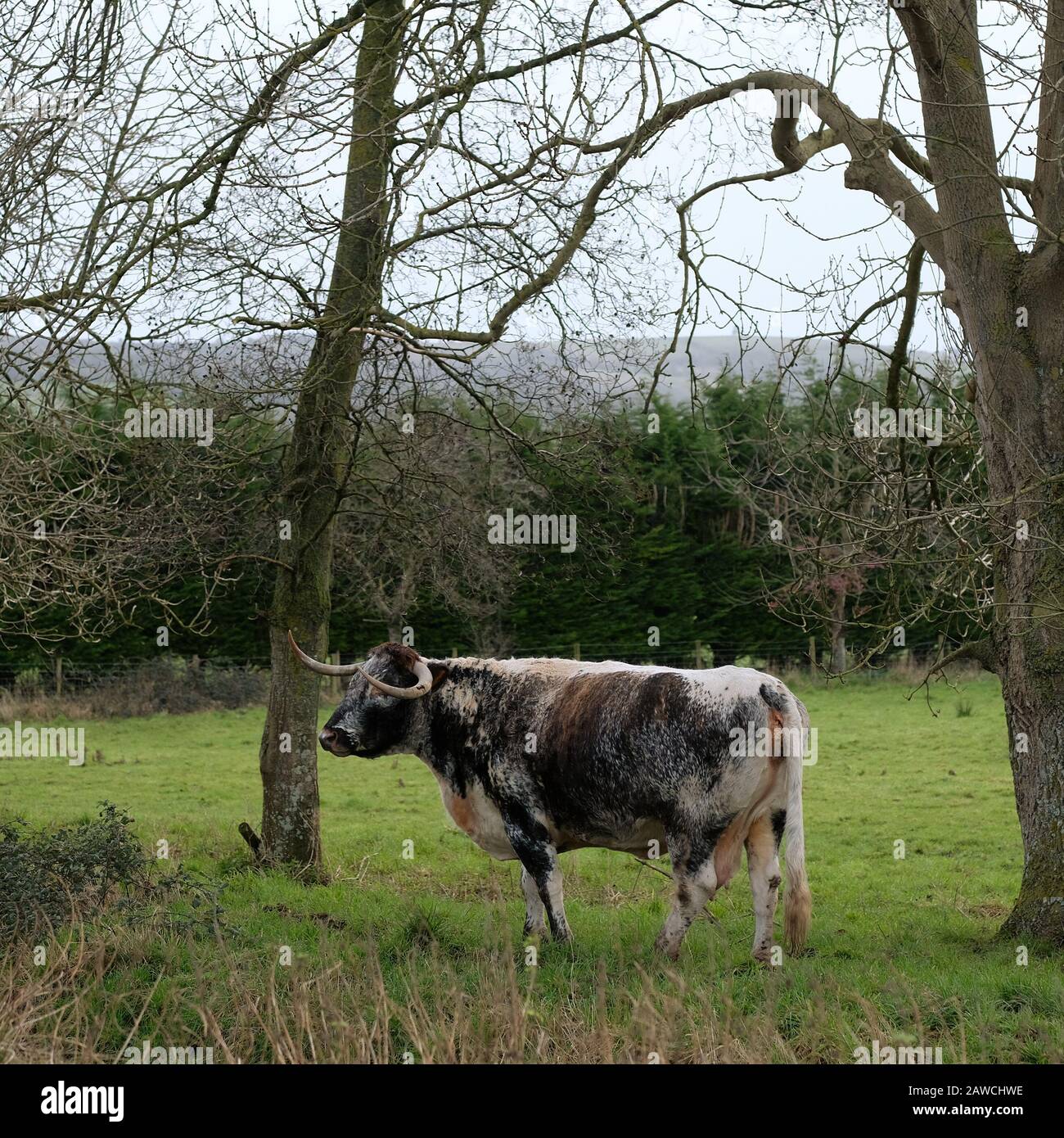 English longhorn cattle hi-res stock photography and images - Alamy