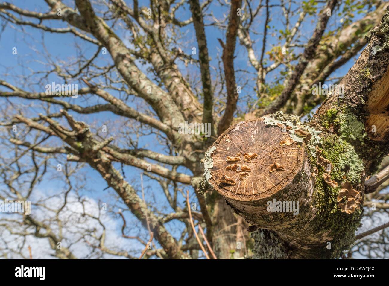 Fungus in oak tree stump hi-res stock photography and images - Alamy