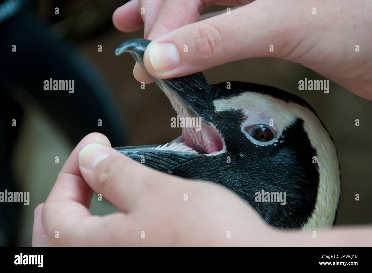 Penguin teeth hi-res stock photography and images - Alamy