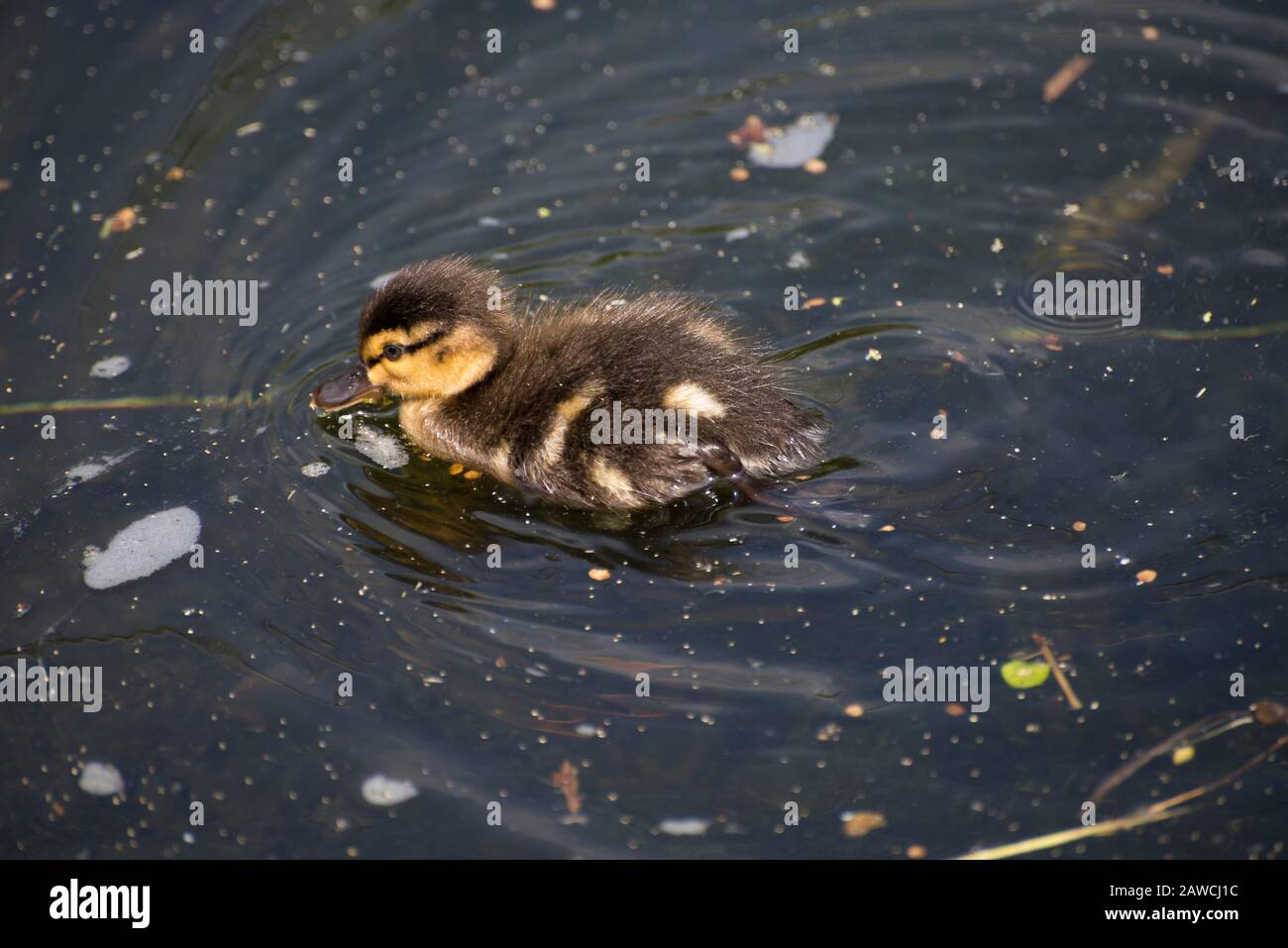 Tiny baby duck swimming hi-res stock photography and images - Alamy