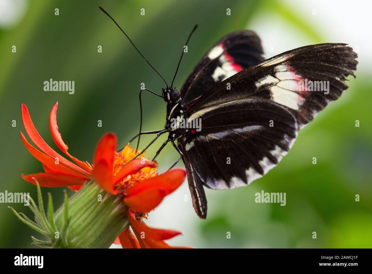 Zebra longwing butterfly flower hi-res stock photography and images - Alamy
