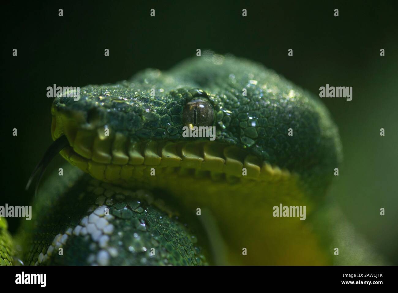 Emerald tree boa zoo hi-res stock photography and images - Alamy