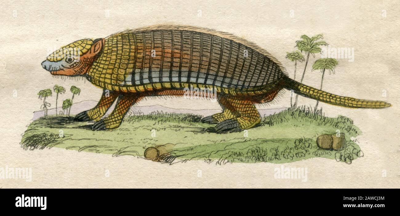 Nine banded armadillo illustration hi-res stock photography and images ...