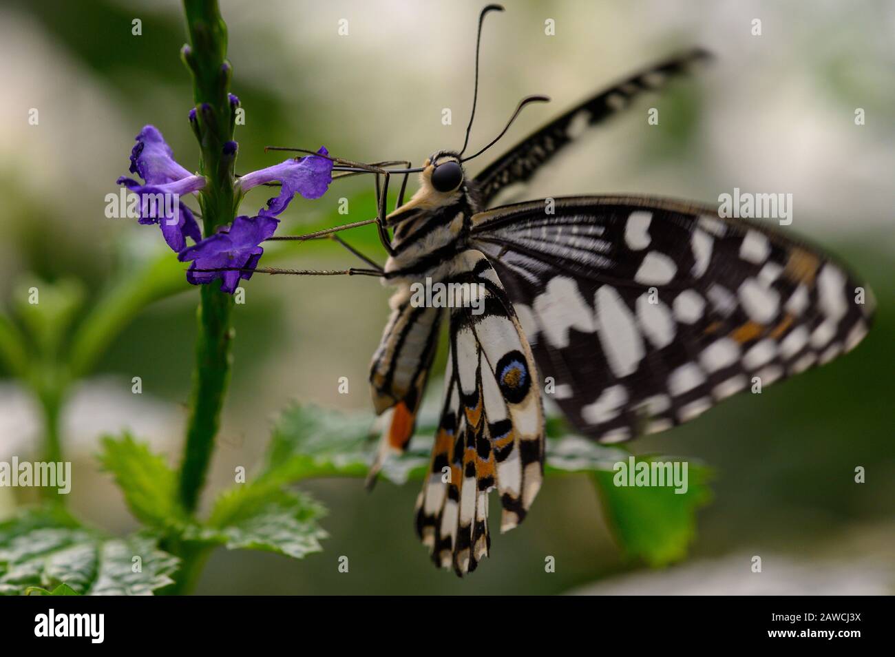 Clipper parthenos sylvia close hi-res stock photography and images - Alamy