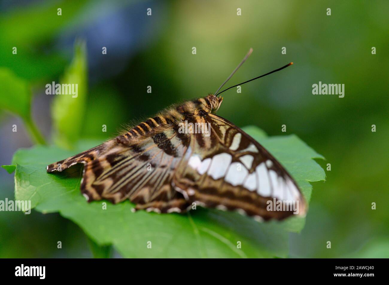 Parthenos sylvia butterfly close hi-res stock photography and images ...