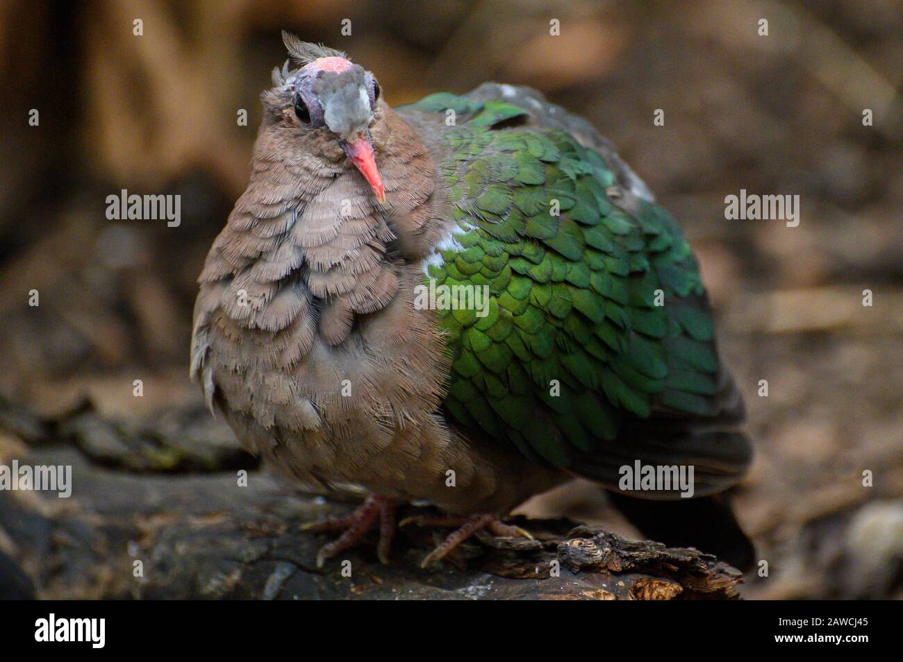 Common asian emerald dove hi-res stock photography and images - Alamy