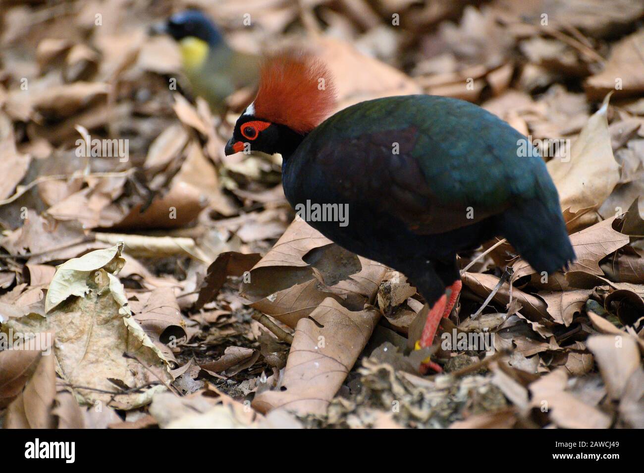 Crested wood partridge roul hi-res stock photography and images - Alamy