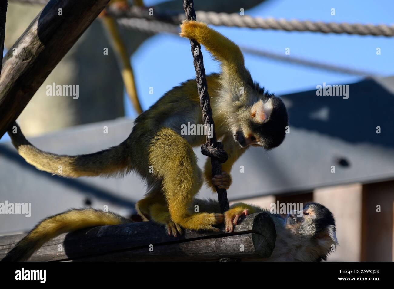 Black-capped Squirrel monkey examining a rope - concept work working ...