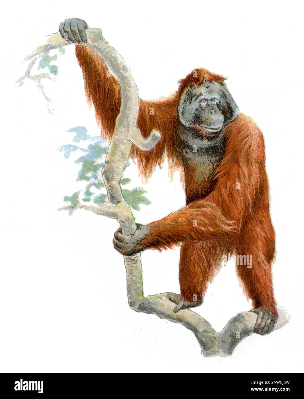 Orangutan Pongo pygmaeus Stock Photo - Alamy