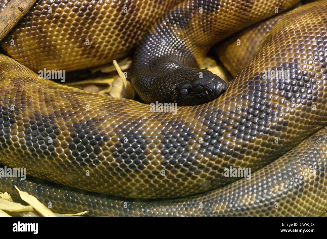 Curled up snake hi-res stock photography and images - Alamy