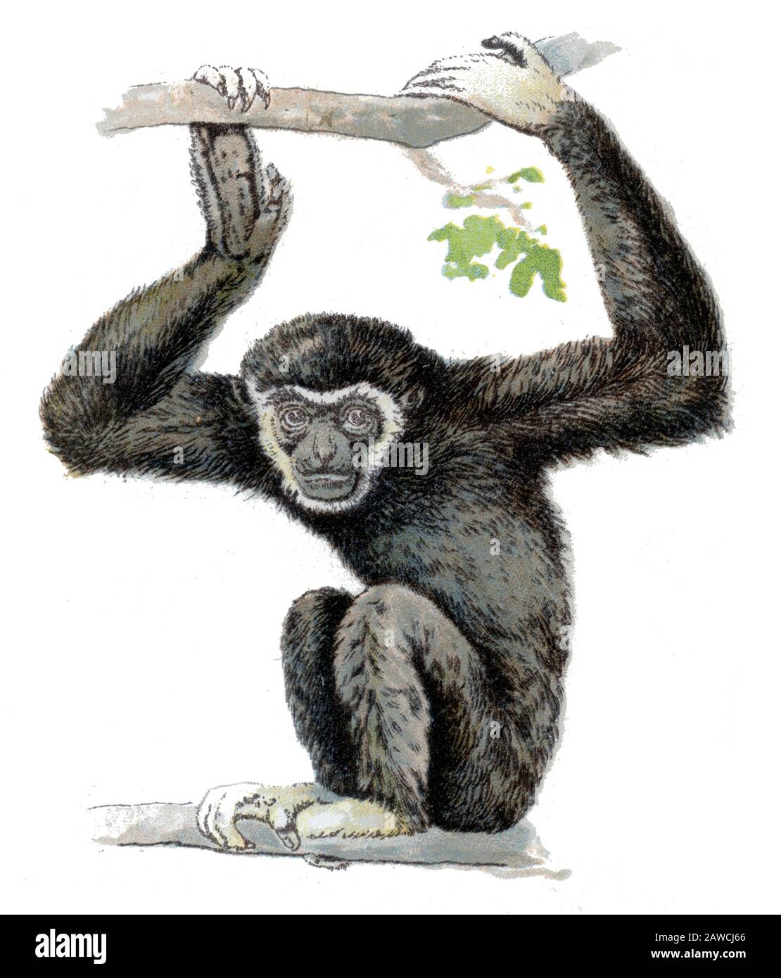 Gibbon drawing hi-res stock photography and images - Alamy