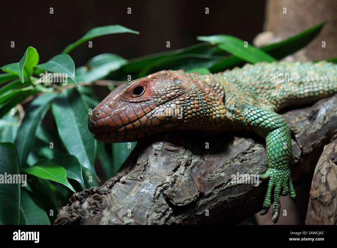 Caiman lizard relaxing on a branch Stock Photo - Alamy