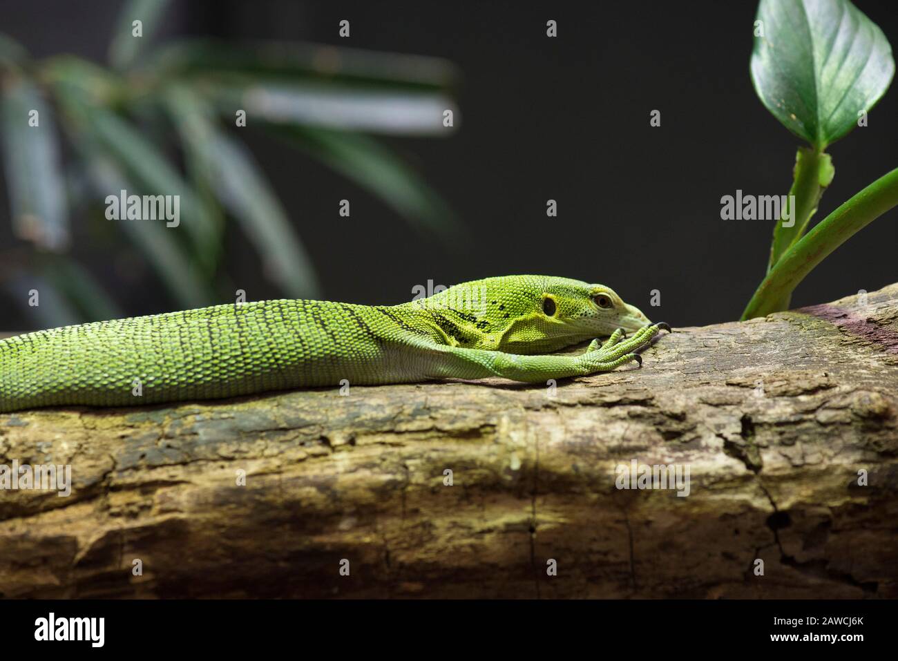 Emerald tree monitor hi-res stock photography and images - Alamy