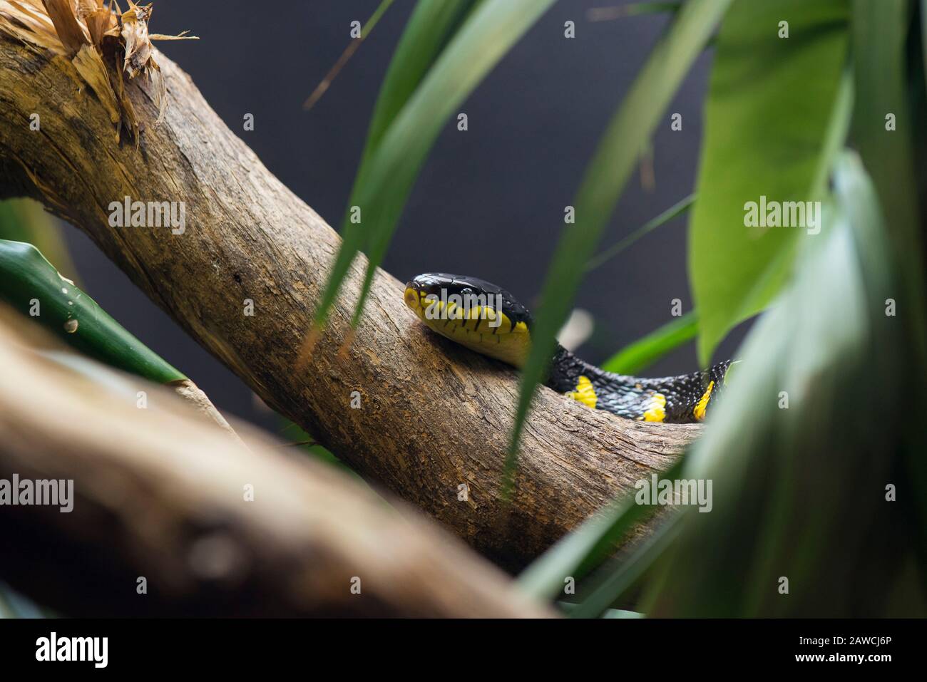 Gold and black tree snake hi-res stock photography and images - Alamy