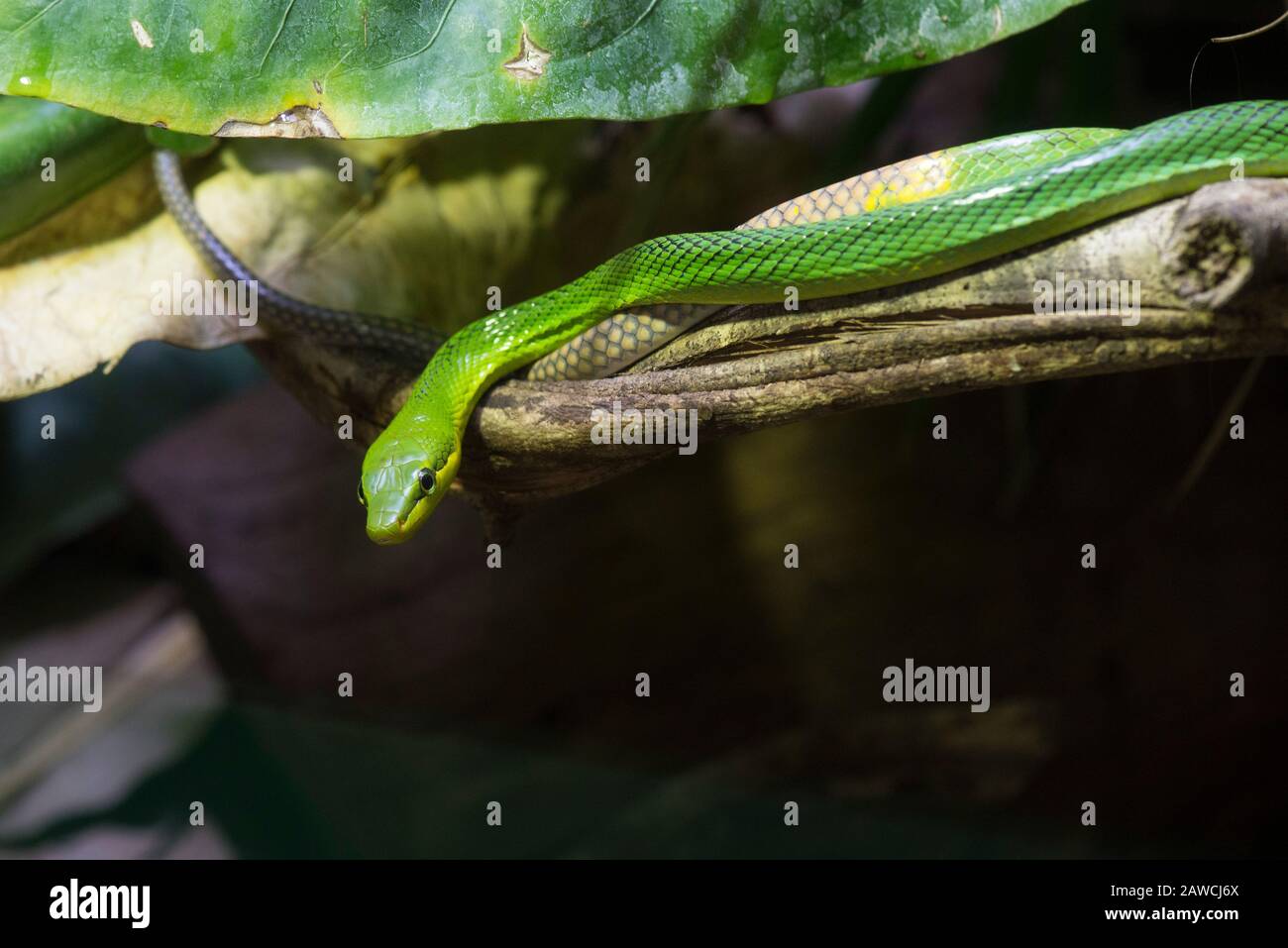 Red-tailed Green Rat Snake Stock Photo - Alamy