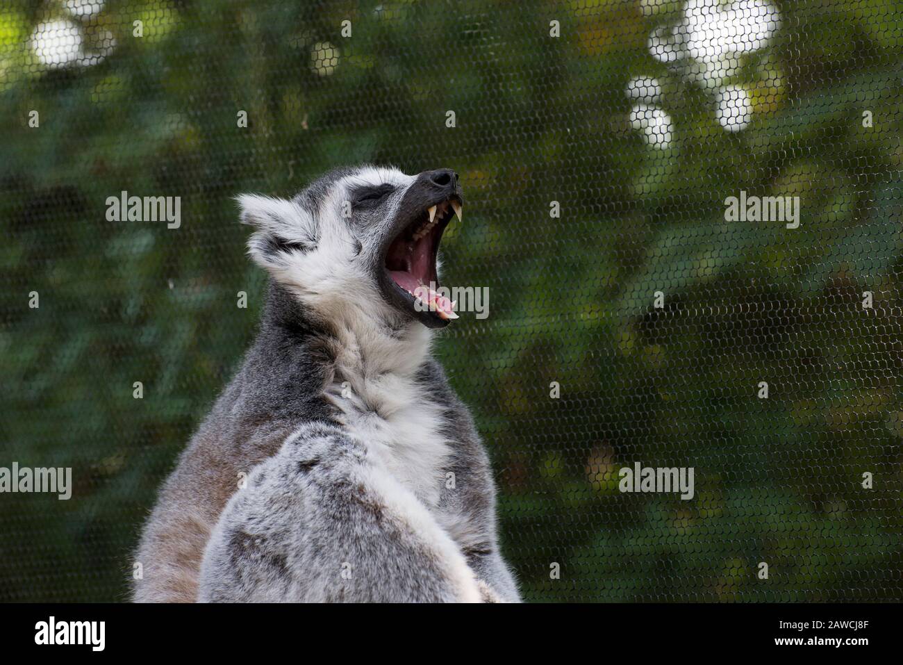 Ring tailed lemur mouth open hi-res stock photography and images - Alamy
