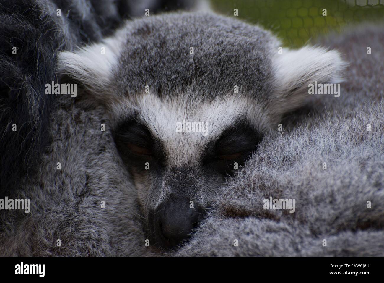 Sleeping lemur hi-res stock photography and images - Alamy