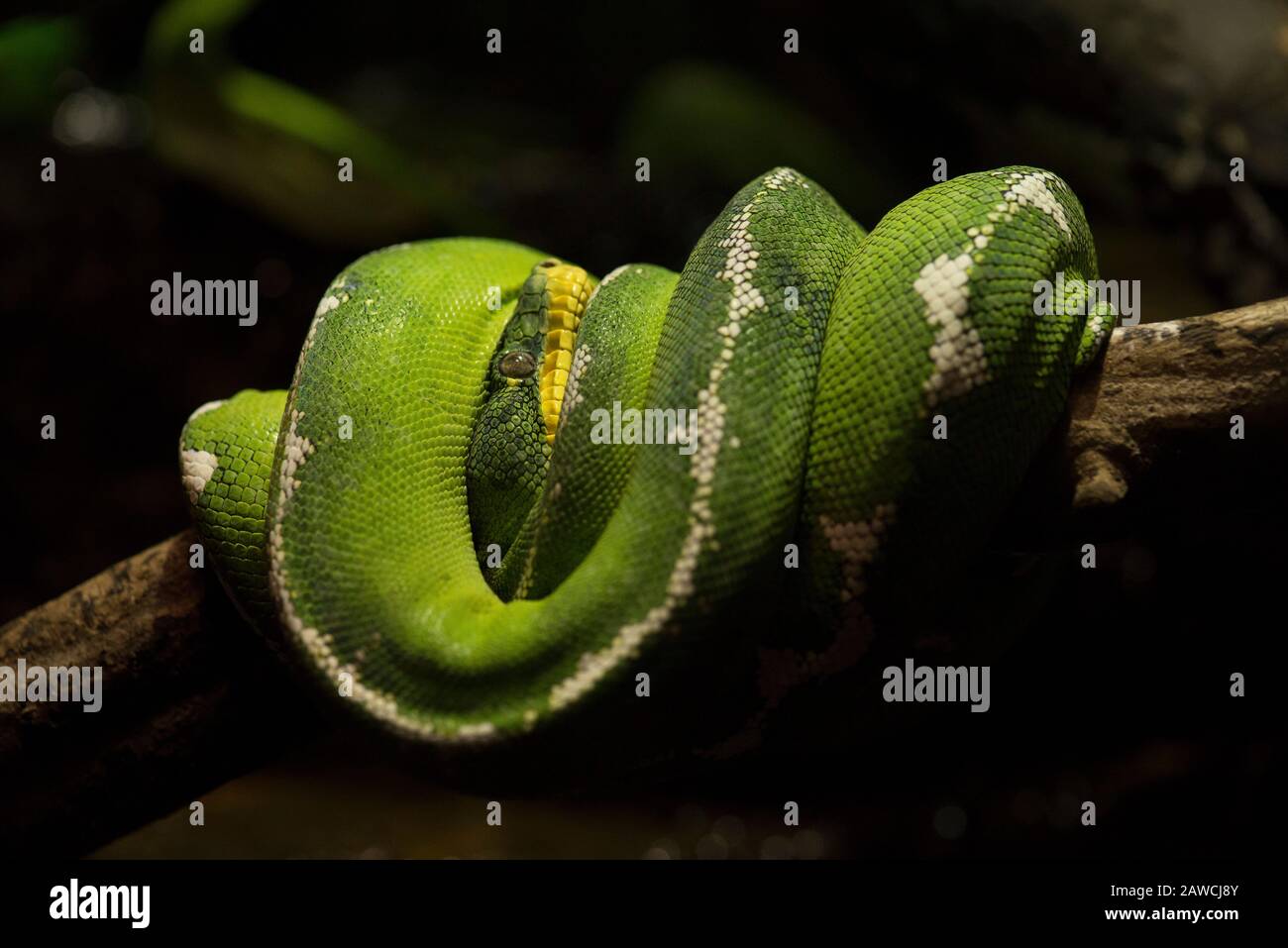 Emerald tree boa hanging hi-res stock photography and images - Alamy