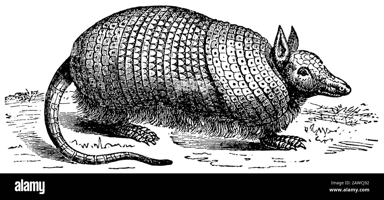 Nine Banded Armadillo Illustration High Resolution Stock Photography ...