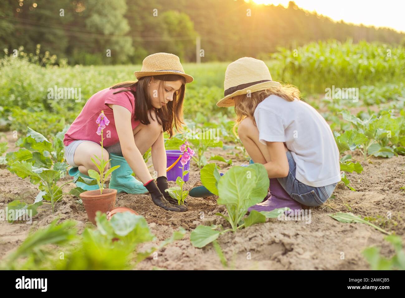 Children girls planting flowering pot plant in ground Stock Photo - Alamy