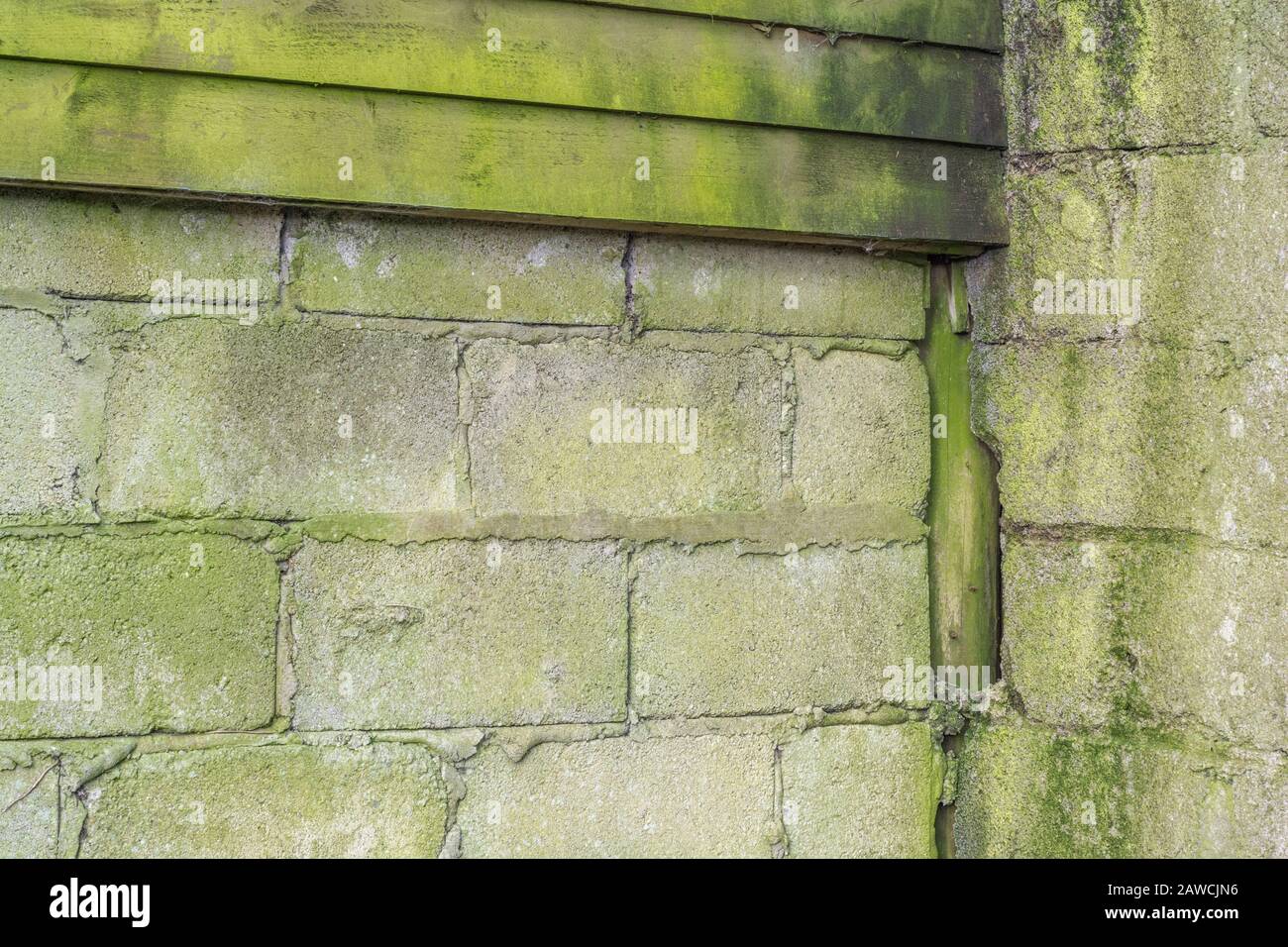 Green mouldy covered cinder block outhouse wall. Metaphor for forgotten ...