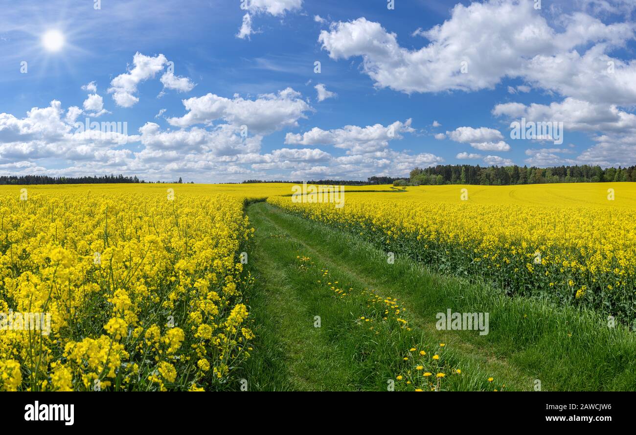 Meadow path through blooming rapeseed fields in the sunshine Stock ...
