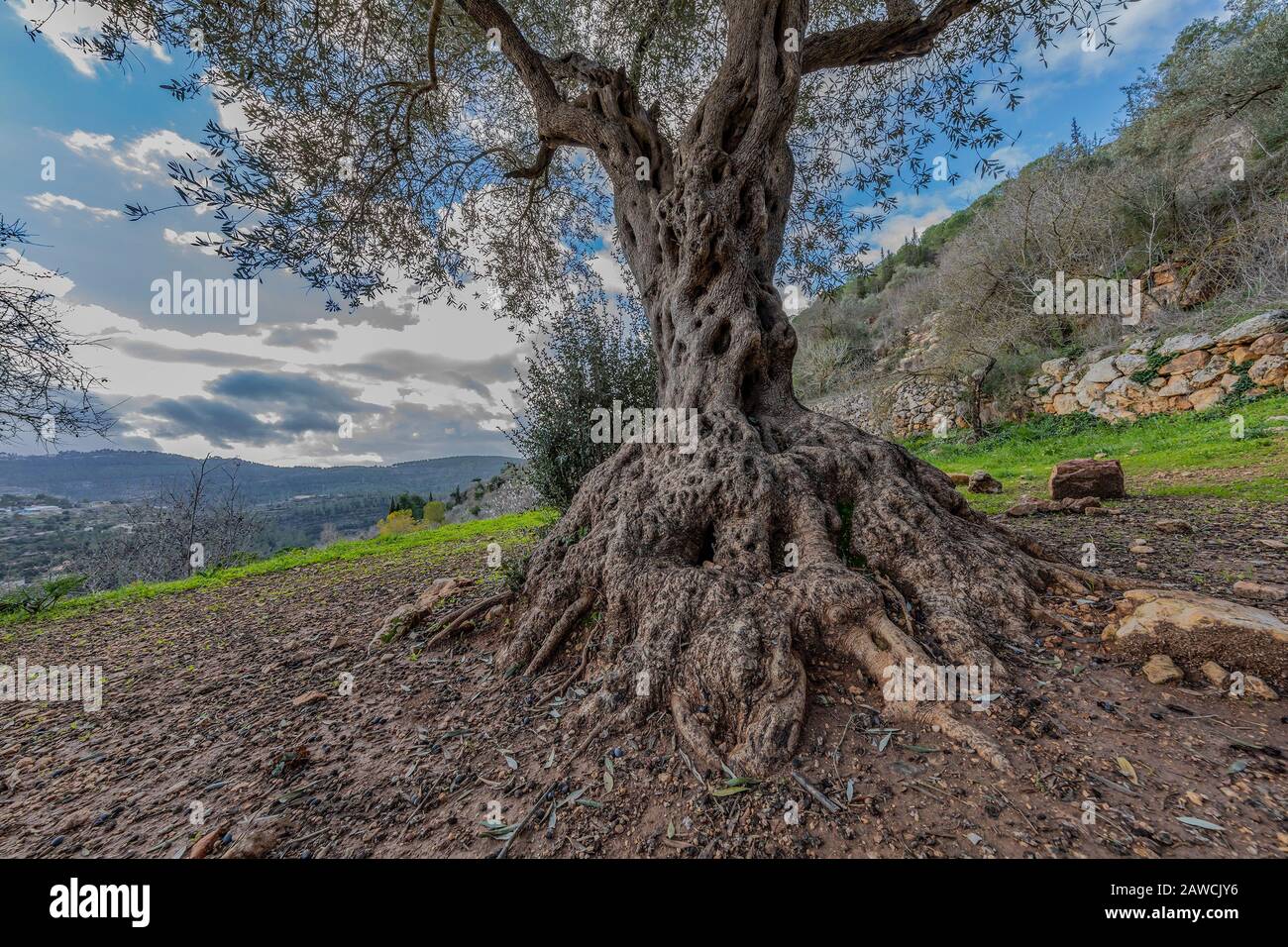 Jerusalem mountains hi-res stock photography and images - Alamy