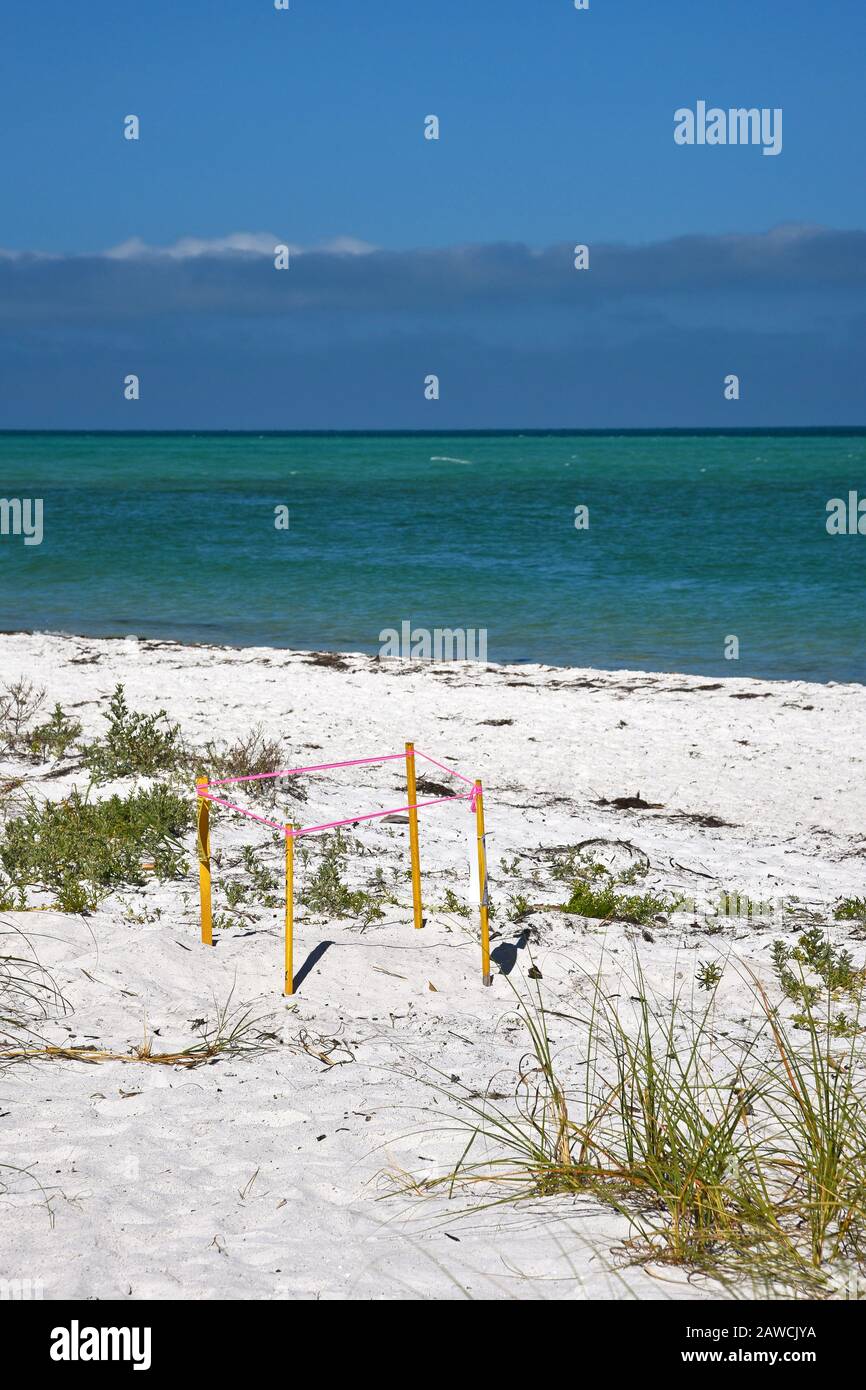 Protected turtle nest on the beach of Anna Maria Island, Florida Stock ...