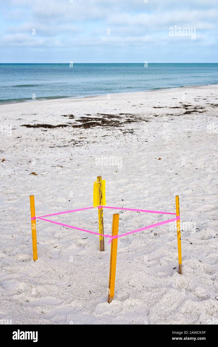 Protected Sea Turtle Nest on the beach of Anna Maria, Florida Stock ...