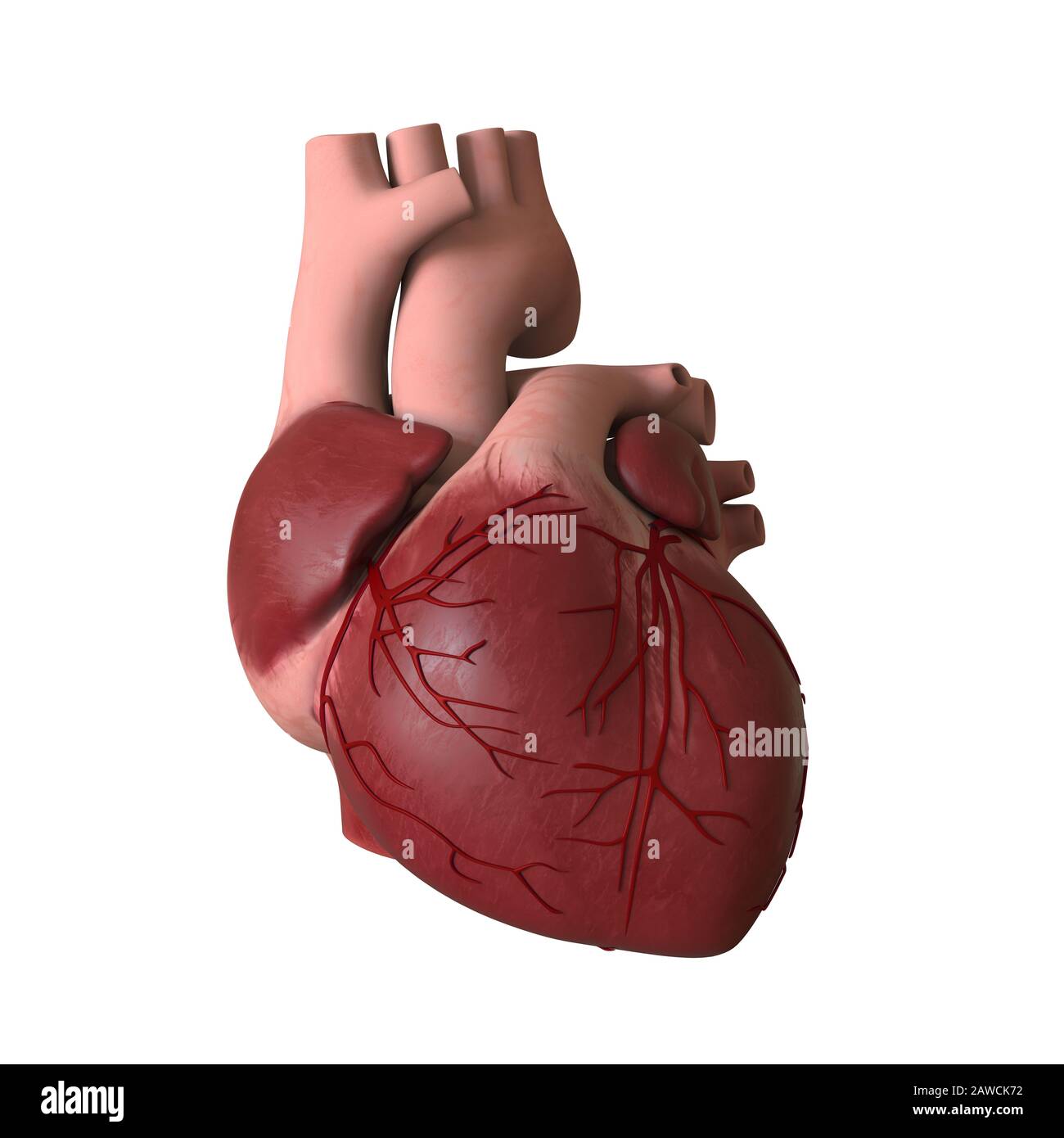 The heart of a man on a white background. Isolate. 3D rendering of ...