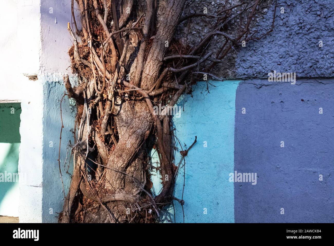 Thick tree roots growing on building wall Stock Photo - Alamy