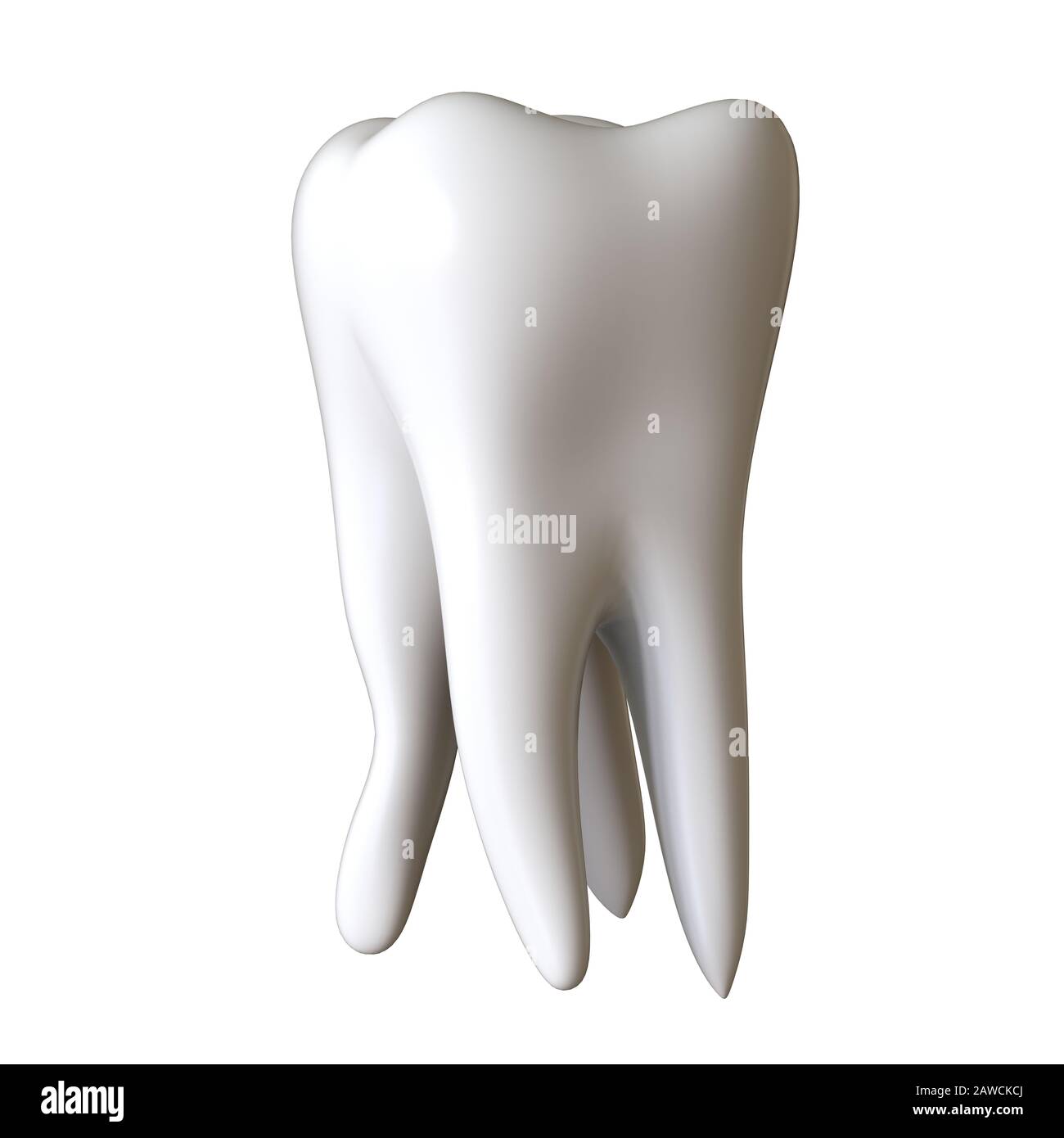 A man's root tooth on a white background. Isolate. 3D rendering of ...