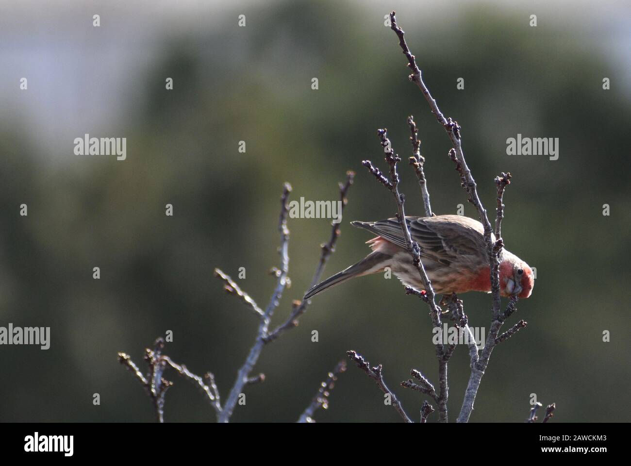 House finches face hi-res stock photography and images - Alamy