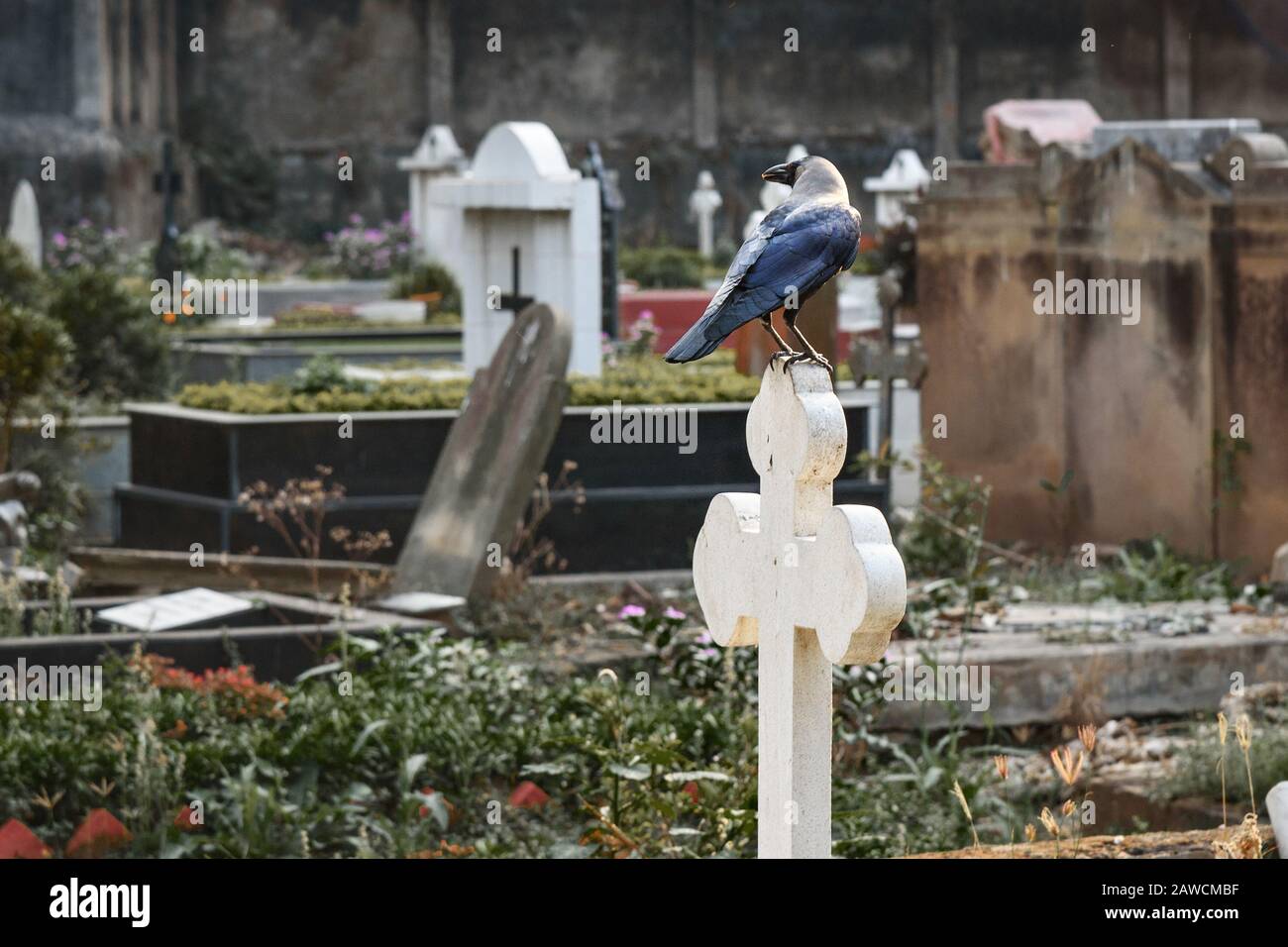 Crow on cross in Cemetery Stock Photo - Alamy