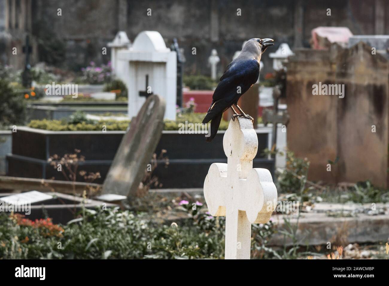 Crow on cross in Cemetery Stock Photo - Alamy