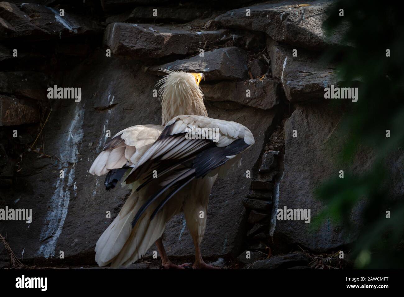 Neophron monachus hi-res stock photography and images - Alamy