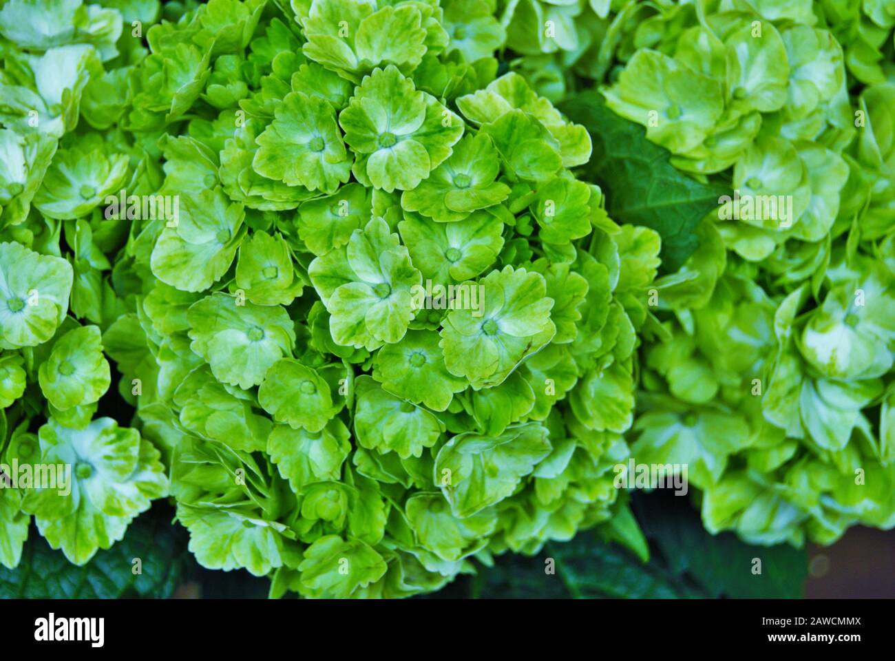 Green hydrangea flower hi-res stock photography and images - Alamy