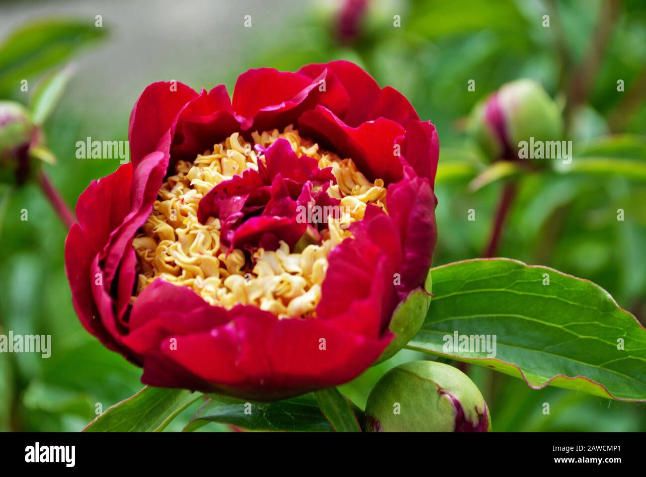 Garden peony paeonia lactiflora hi-res stock photography and images - Alamy