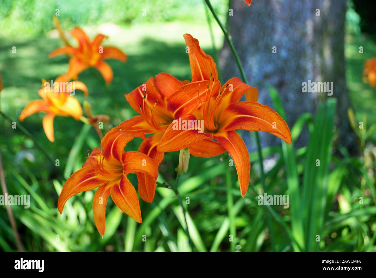 Bright orange stargazer lily blooming in a backyard garden Stock Photo ...
