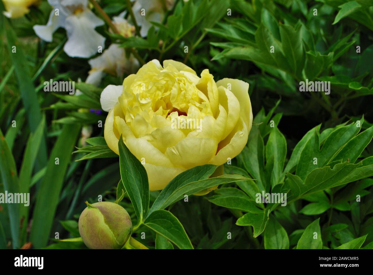 Close up of buds and flowers on a yellow peony bush in the garden ...