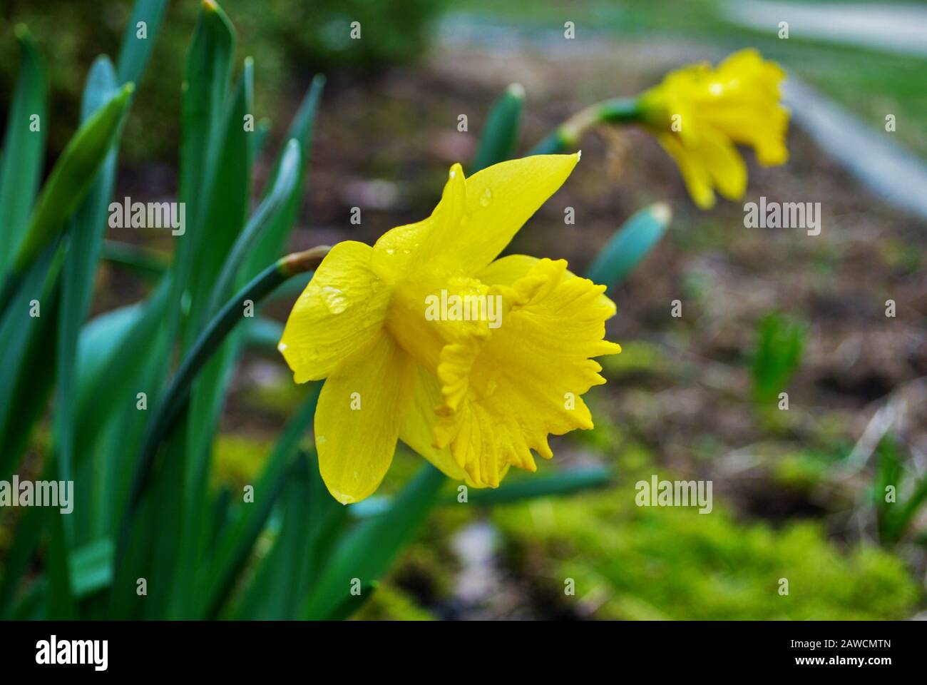 Daffodil flower in rain hi-res stock photography and images - Alamy