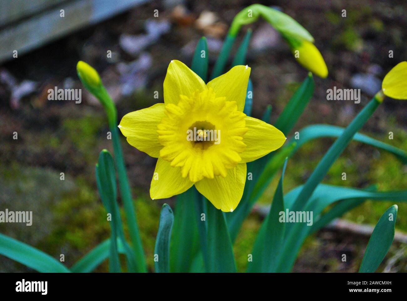 Daffodil in countryside close hi-res stock photography and images - Alamy