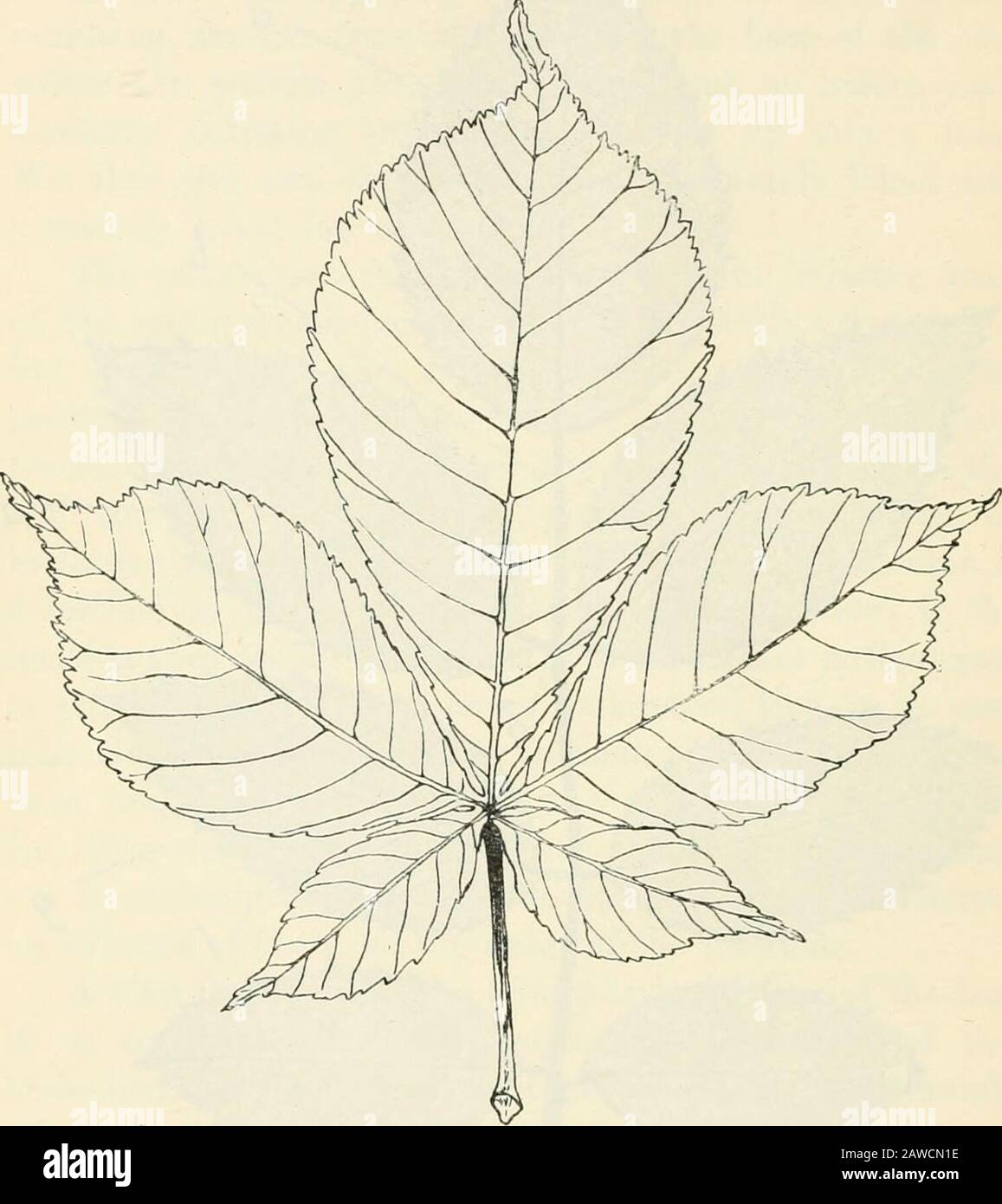 Palmately Compound Leaf Trees