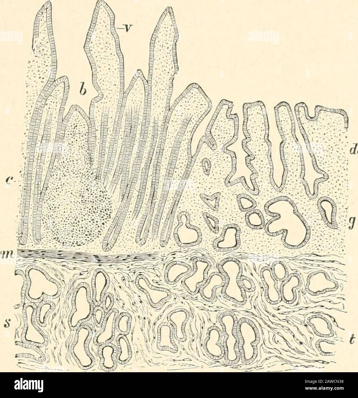 Chyme hi-res stock photography and images - Alamy